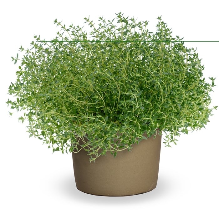 Timijan - Rasadnik - MIG Vrtni Centar