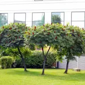 Rasadnik - MIG Vrtni Centar - Kvalitetne sadnice